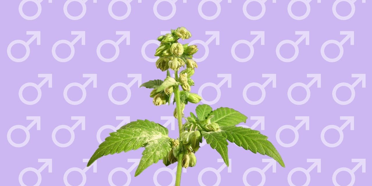 The Importance of Male Cannabis Plants