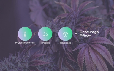 The Entourage Effect: What Is It, and How Does It Work?
