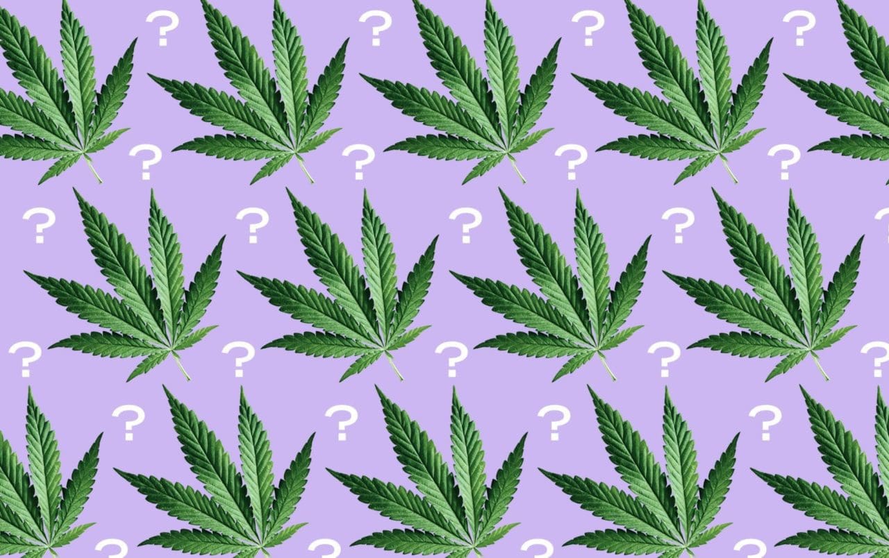 Cannabis: Guide to Health Benefits, Uses, and Risks