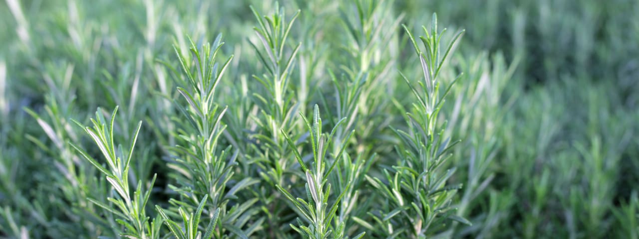 What is borneol? Benefits and uses in cannabis