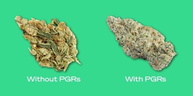 What is PGR weed? How to tell & what to know about it - Leafwell