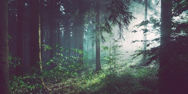 What Is Sabinene? Benefits, Uses, and Risks