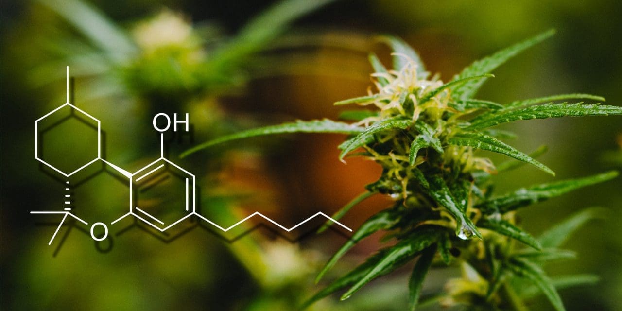 ¿Qué es el hexahidrocannabinol? - Leafwell