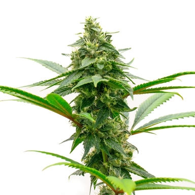 Cannabis Flowering Stage: Caring For Flowering Cannabis Plants