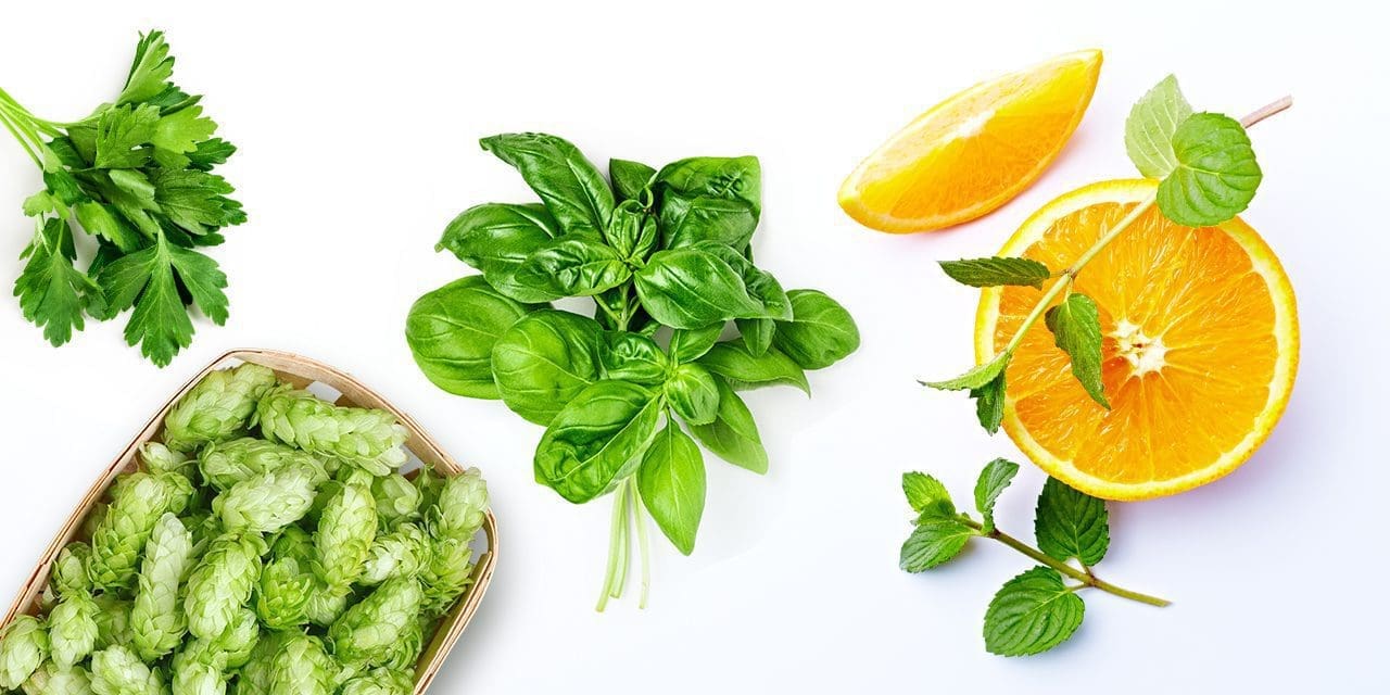 What is ocimene? Benefits, uses, cannabis strains