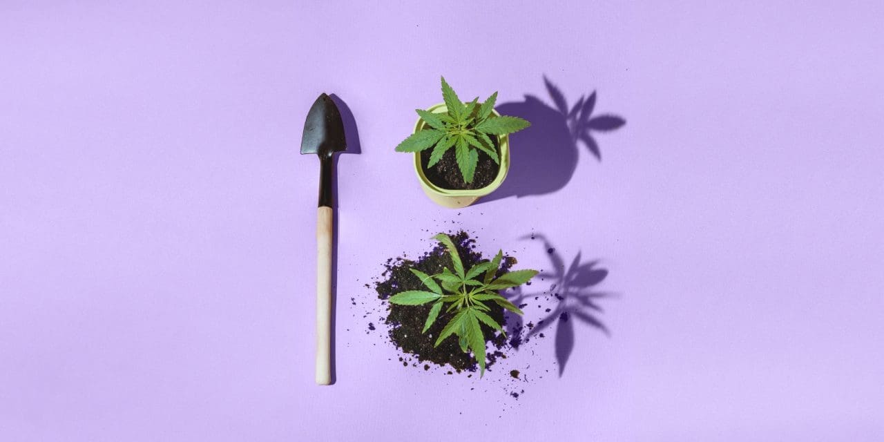 Autocultivo de la marihuana medicinal en México - Leafwell