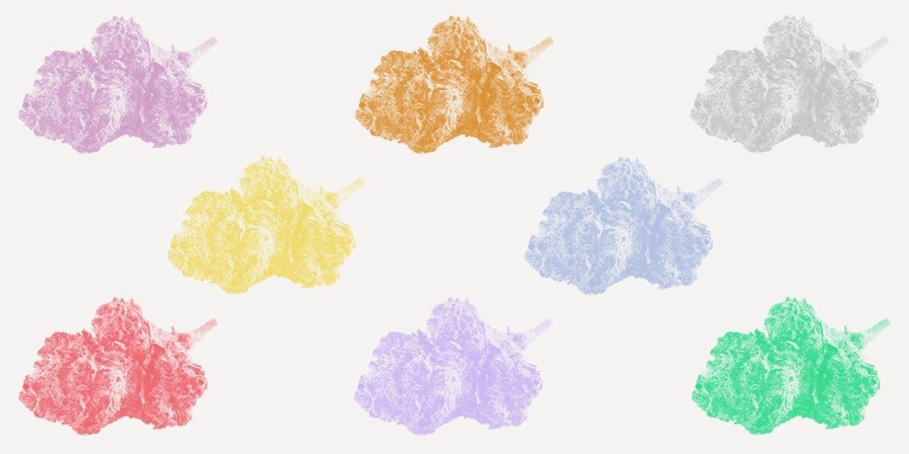 Why is Weed Different Colors?