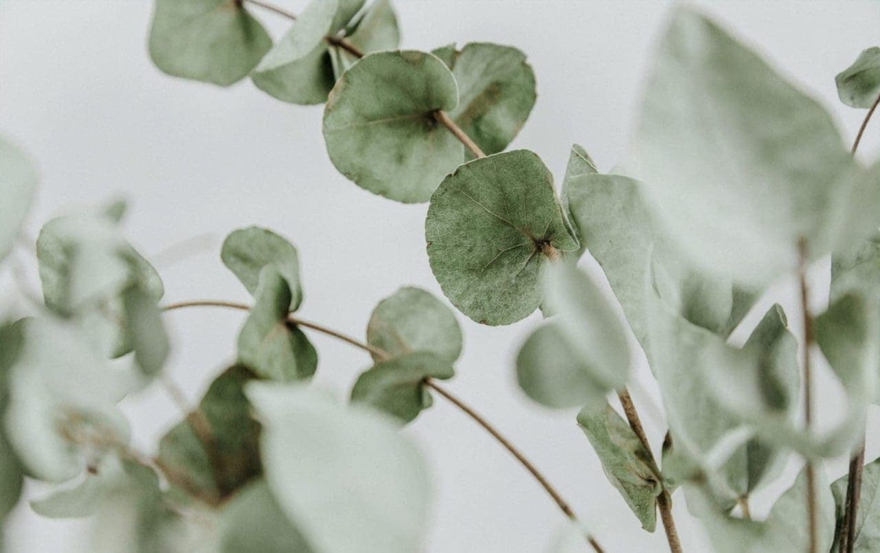 ¿Qué es el eucaliptol? Beneficios y usos. - Leafwell