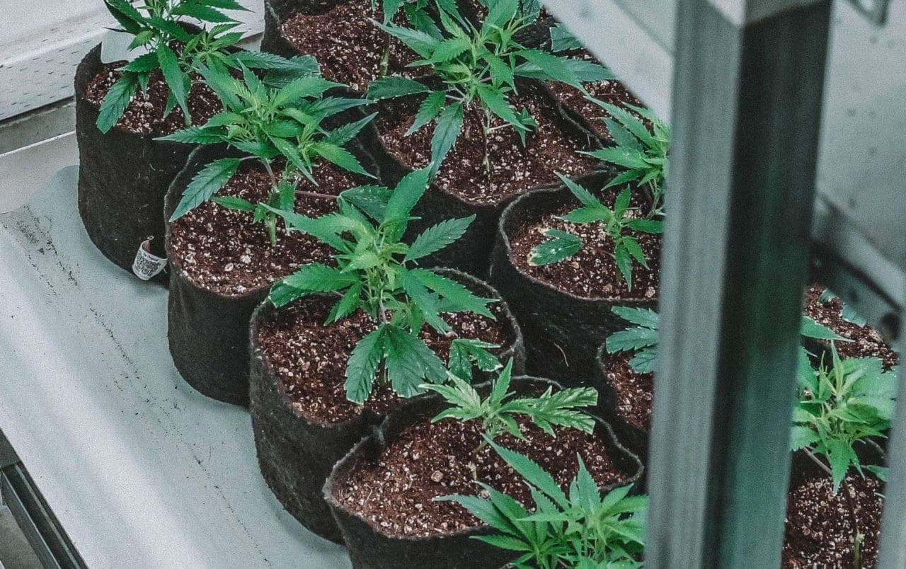 How to Grow Marijuana Indoors: Step-By-Step Guide - Leafwell