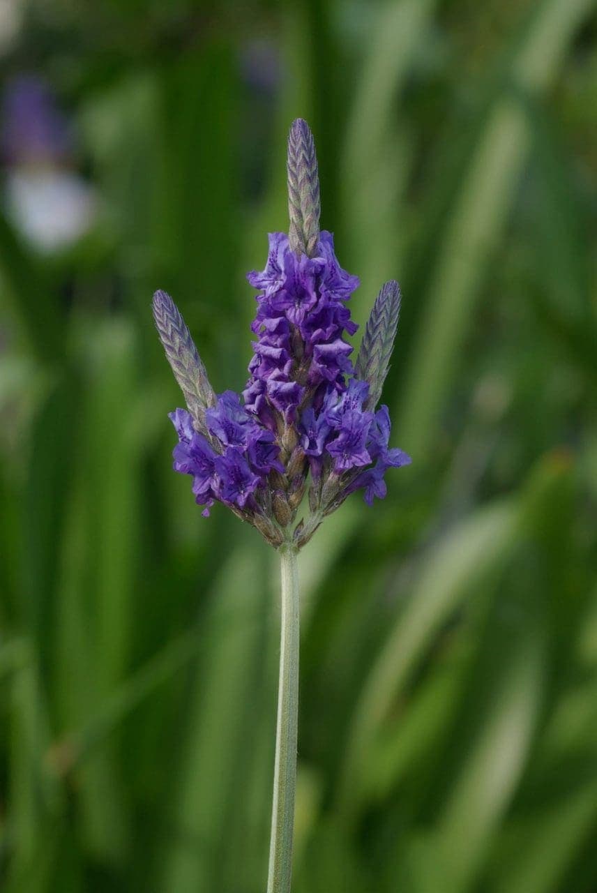 What is linalool? Learn the benefits, uses, and risks.