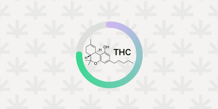 What Is Considered ‘High THC’?