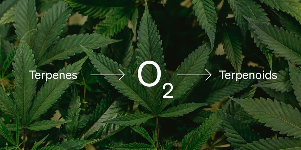 Terpenos vs. Terpenoides: diferencias y similitudes - Leafwell