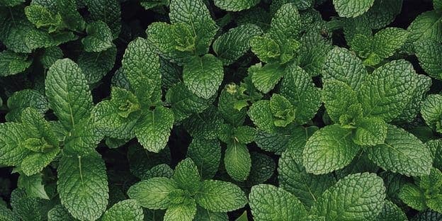 What Is Menthol? Benefits, Uses, and Risks