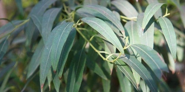 What Is Cymene? Benefits, Uses, and Risks