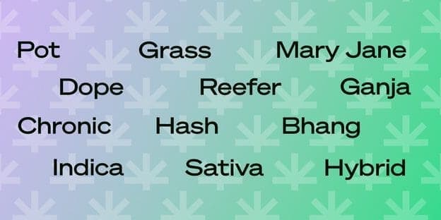 12 Slang Names for Cannabis You Need to Know