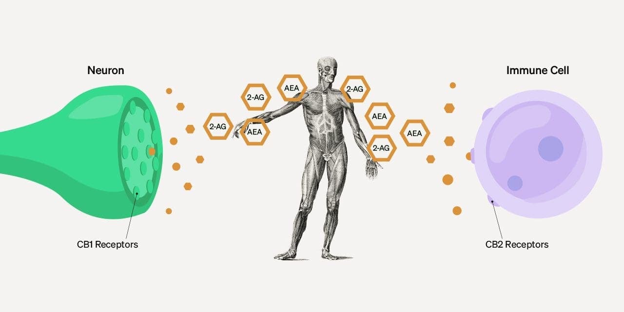 ¿Qué son los endocannabinoides? - Leafwell