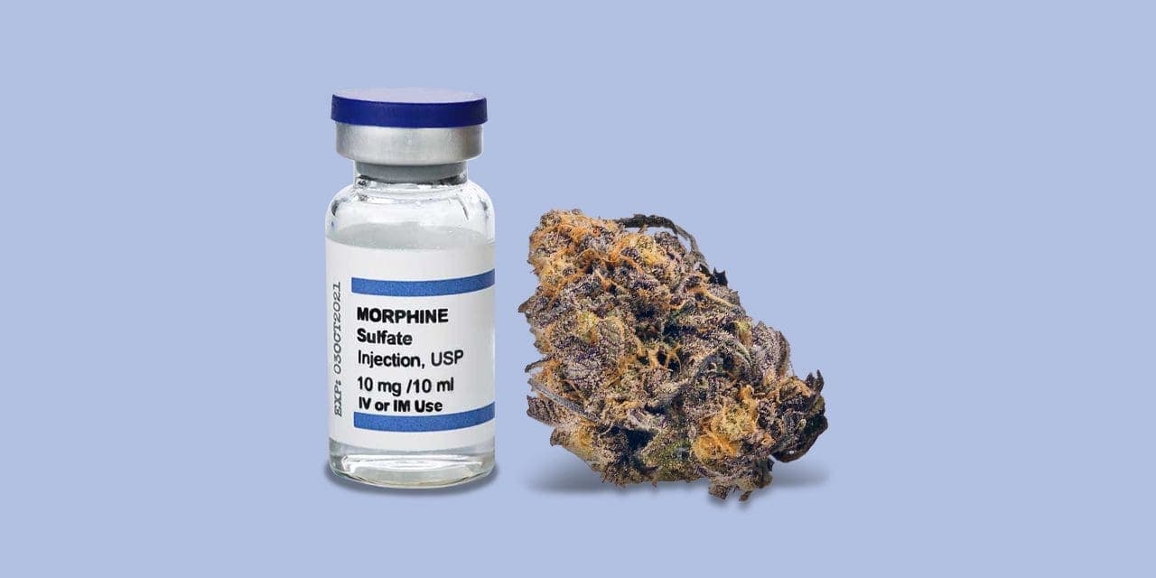 Can You Use Marijuana If You Take Morphine?