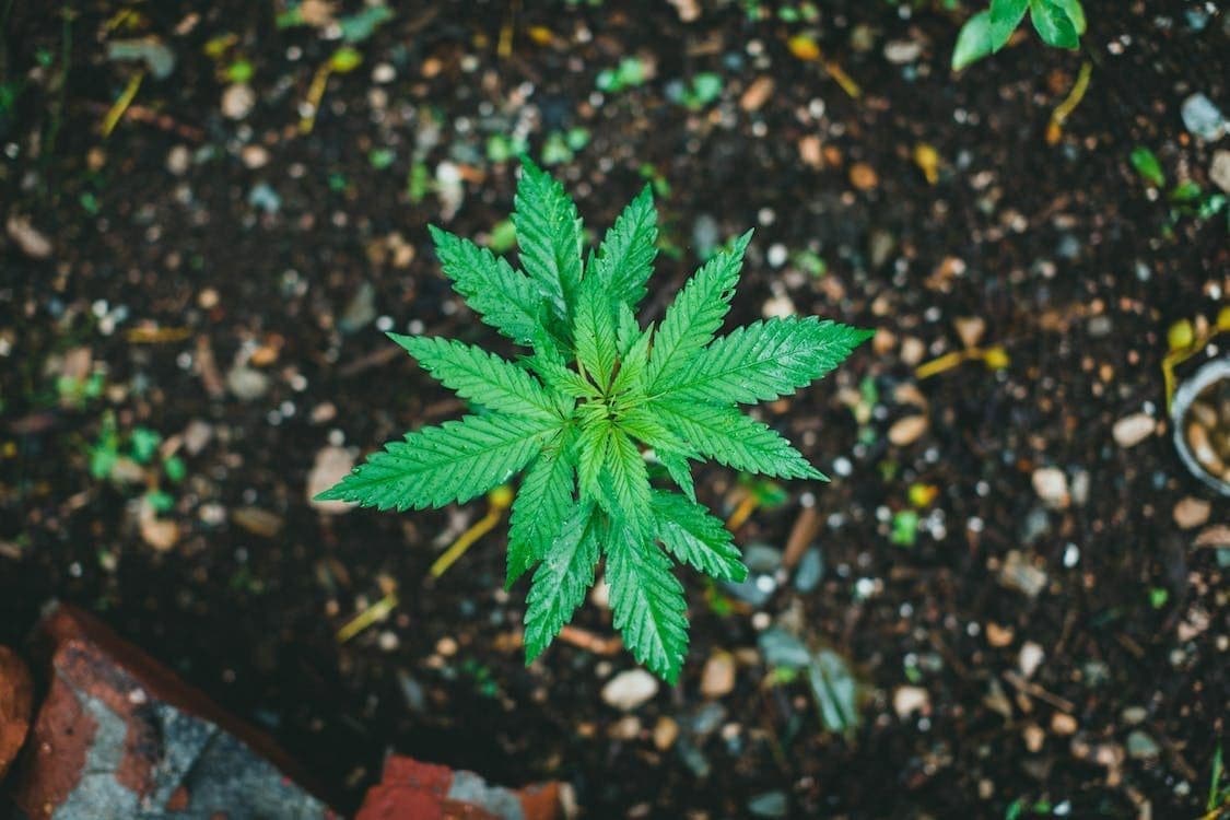 Cannabis Growing Supplies: 10 Items You Need to Grow Weed
