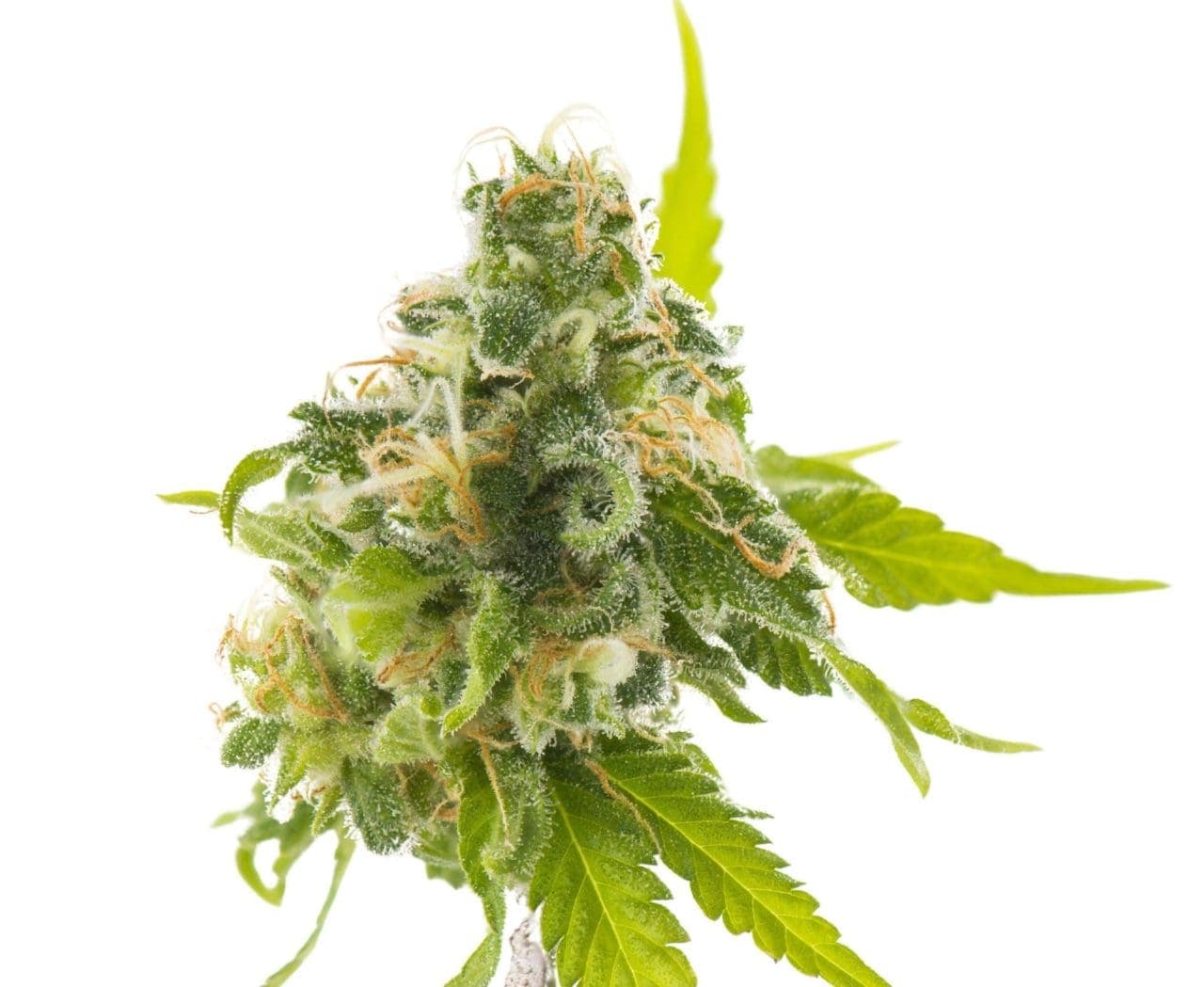 Black Russian Marijuana Strain