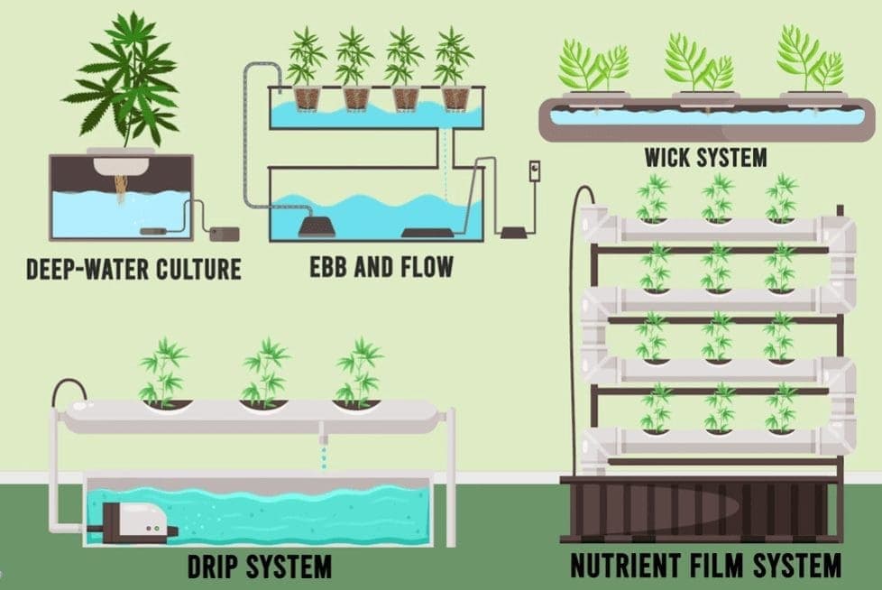 How to Grow Cannabis Hydroponically