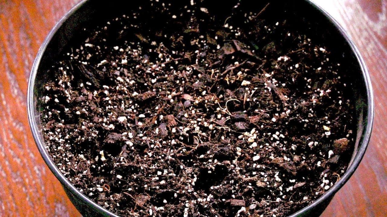 What Is The Best Potting Soil For Marijuana?