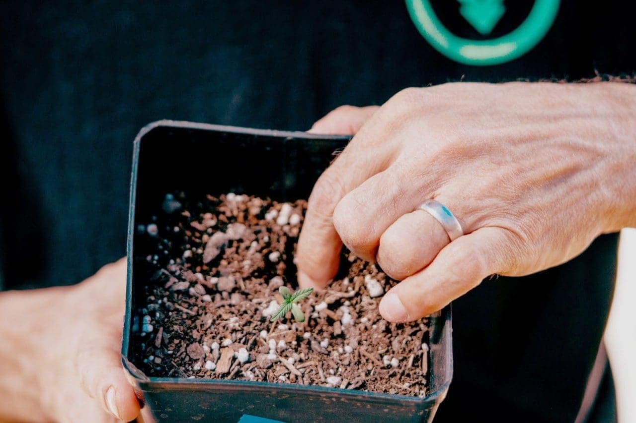 What Is The Best Potting Soil For Marijuana?