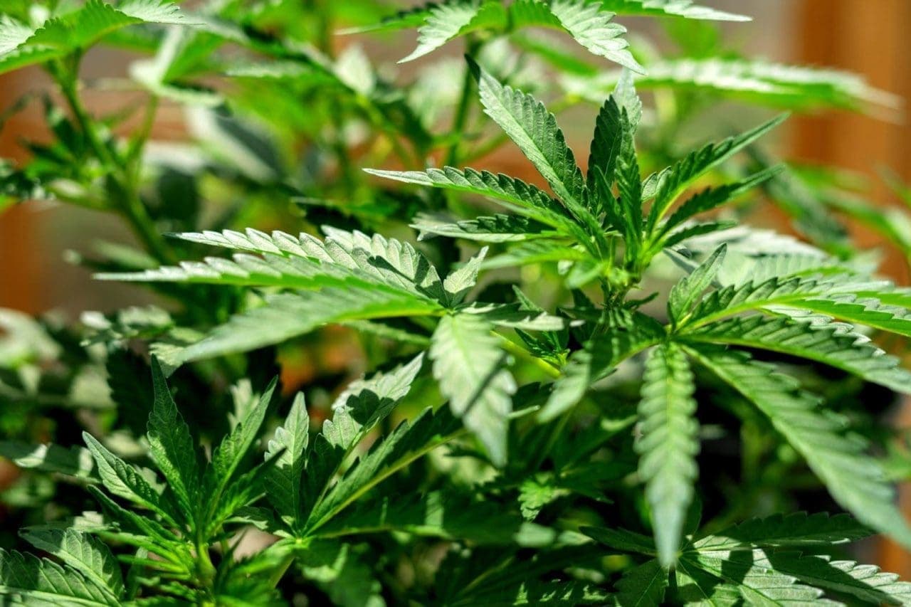 What’s the Ideal Temperature for Growing Cannabis?