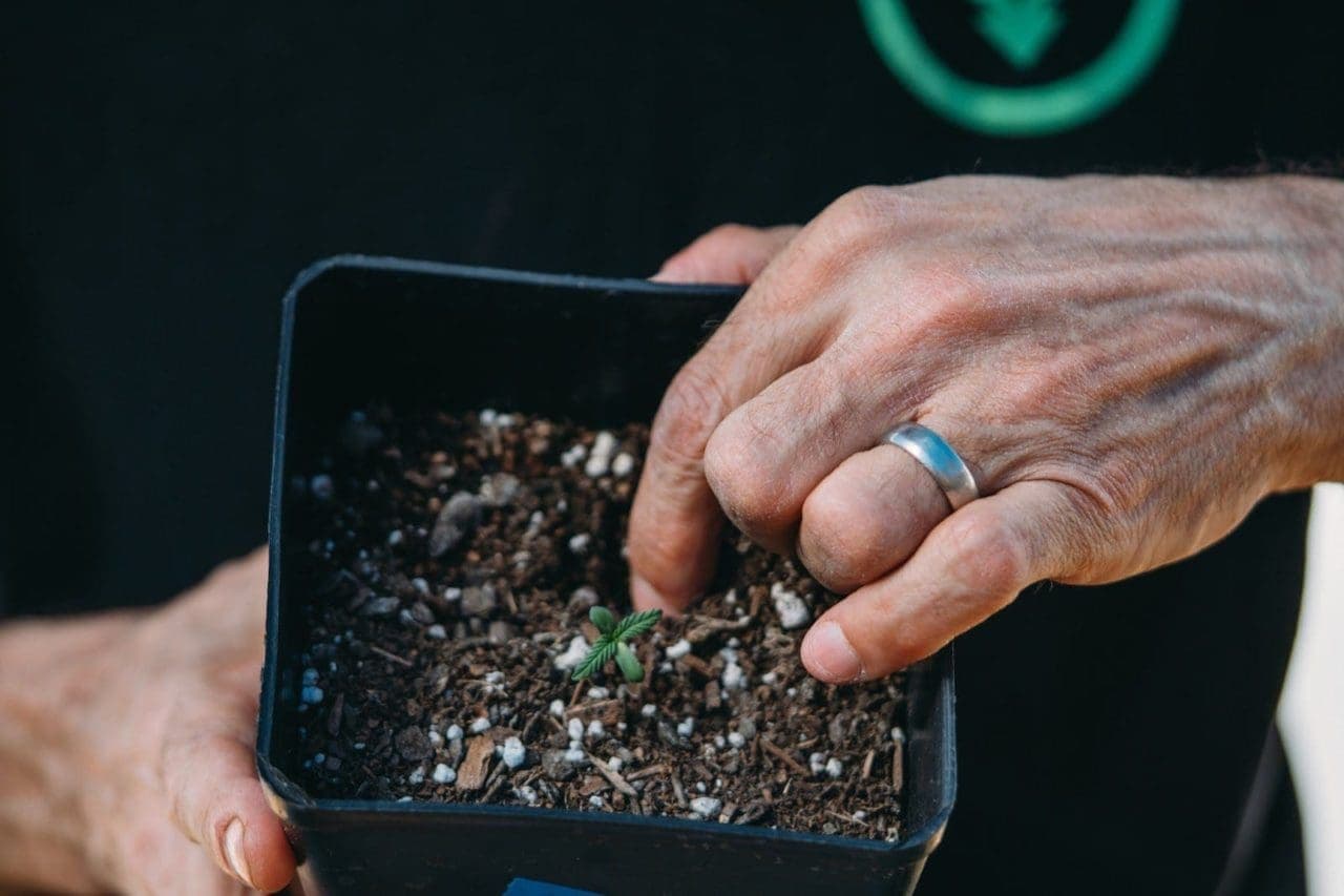 El cuidado de las plántulas de cannabis - Leafwell